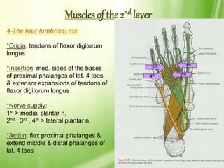 Anatomy Foot.ppt