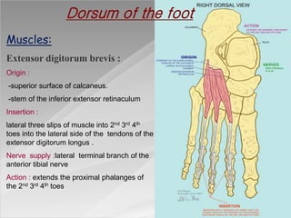 Anatomy Foot.ppt | Death, Injury, or Military Conflict | Sensitive Topics