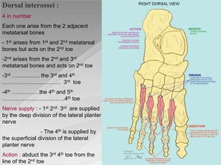 Anatomy Foot.ppt