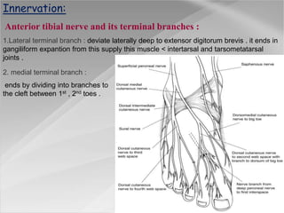 Anatomy Foot.ppt