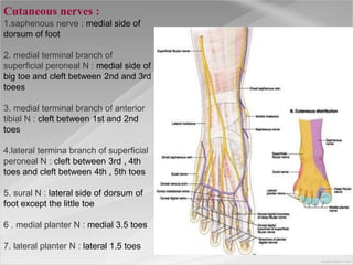 Anatomy Foot.ppt