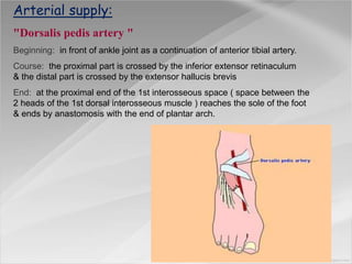 Anatomy Foot.ppt
