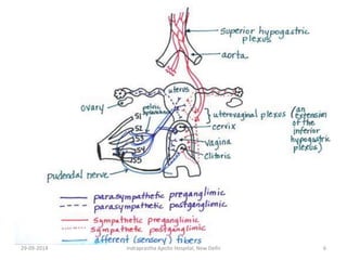 Anatomy for anaesthesia, nerve supply of Uterus & Cervix | PPTX