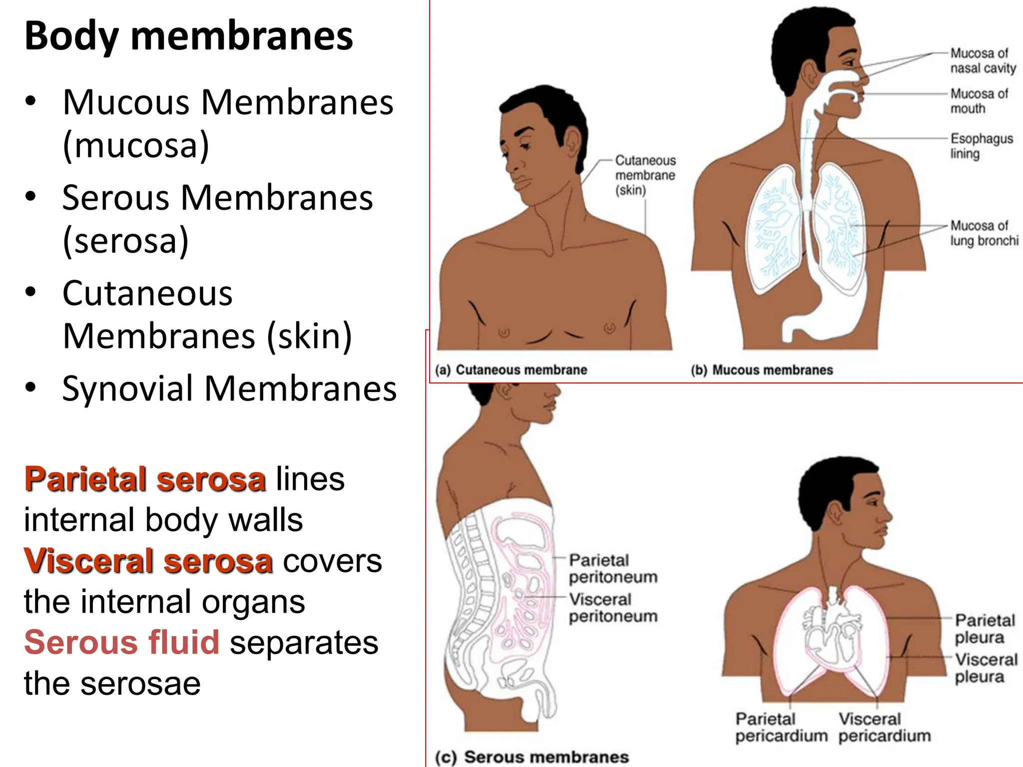 Anatomy for bsc-1forbsc nurse referrence | PPT