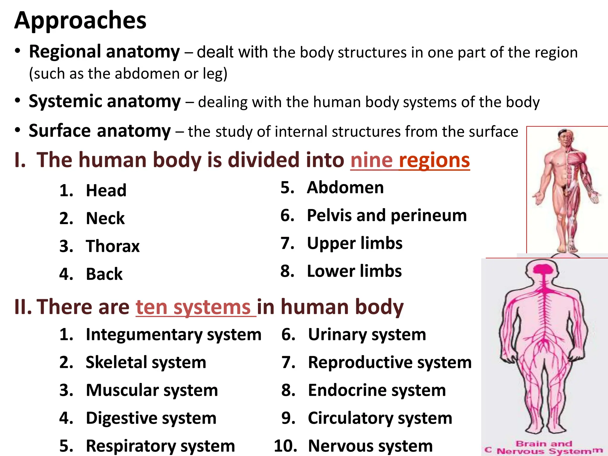 Anatomy for bsc-1forbsc nurse referrence | PPT