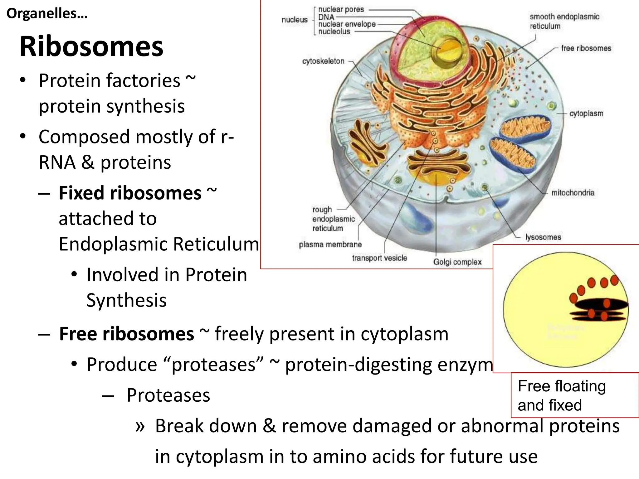 Anatomy for bsc-1forbsc nurse referrence | PPT