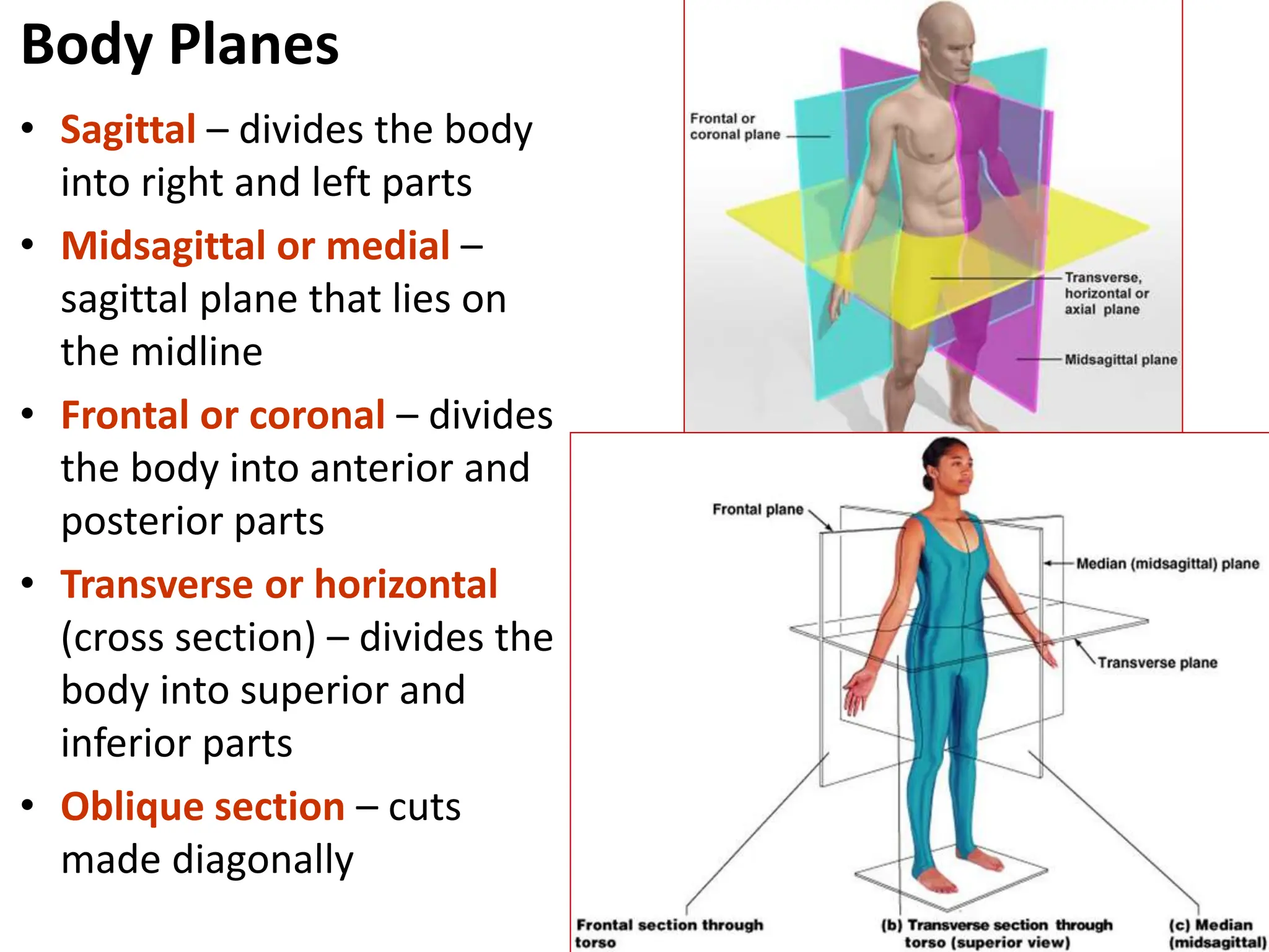Anatomy for bsc-1forbsc nurse referrence | PPT