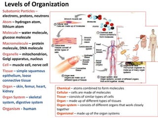 Anatomy for bsc-1forbsc nurse referrence | PPT