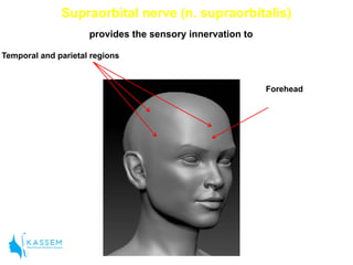 Supraorbital Nerve Origin