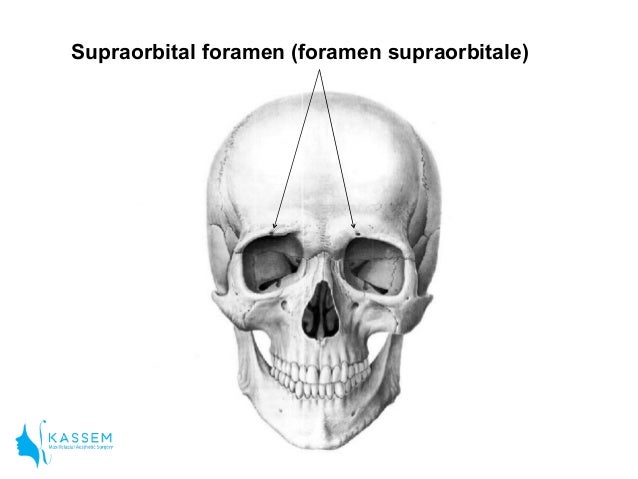 Anatomy for local anesthesia