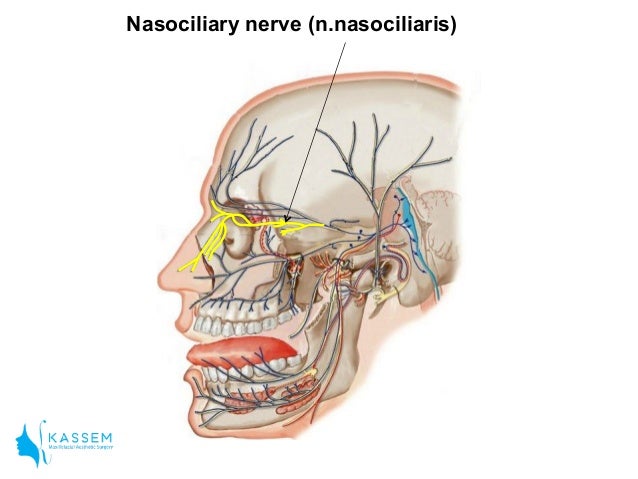 Anatomy for local anesthesia