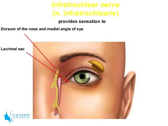 Anatomy for local anesthesia