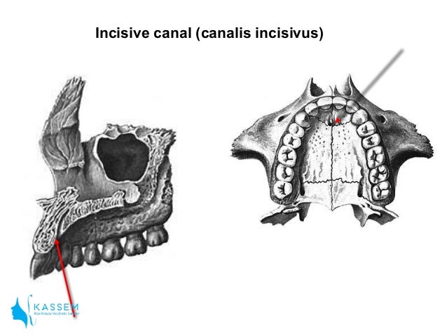 Anatomy for local anesthesia