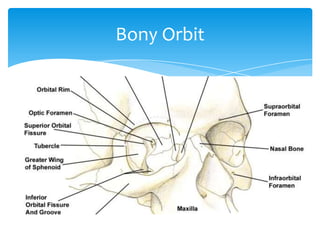 Anatomy for lu4 | PPTX