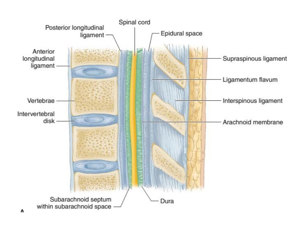 Anatomy for lumber neuraxial anesthesia