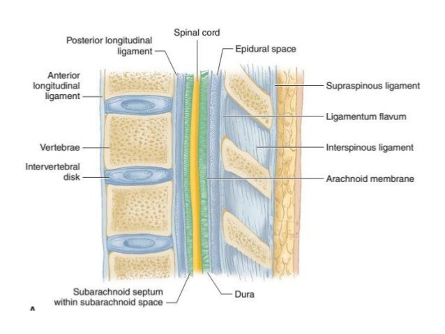 Anatomy for lumber neuraxial anesthesia