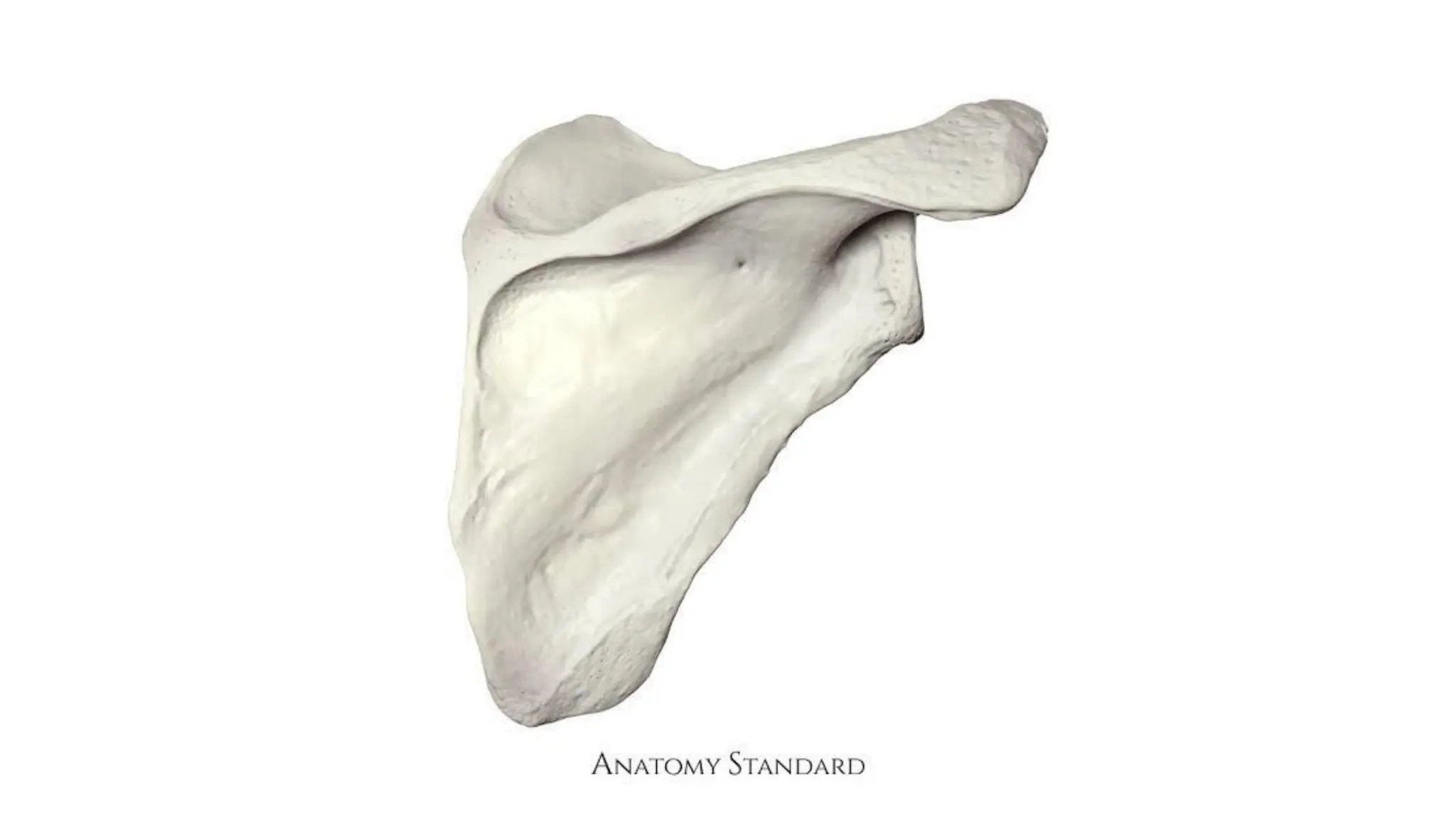 ANATOMY F THE UPPER LIMB - PECTORAL GIRDLE.pdf