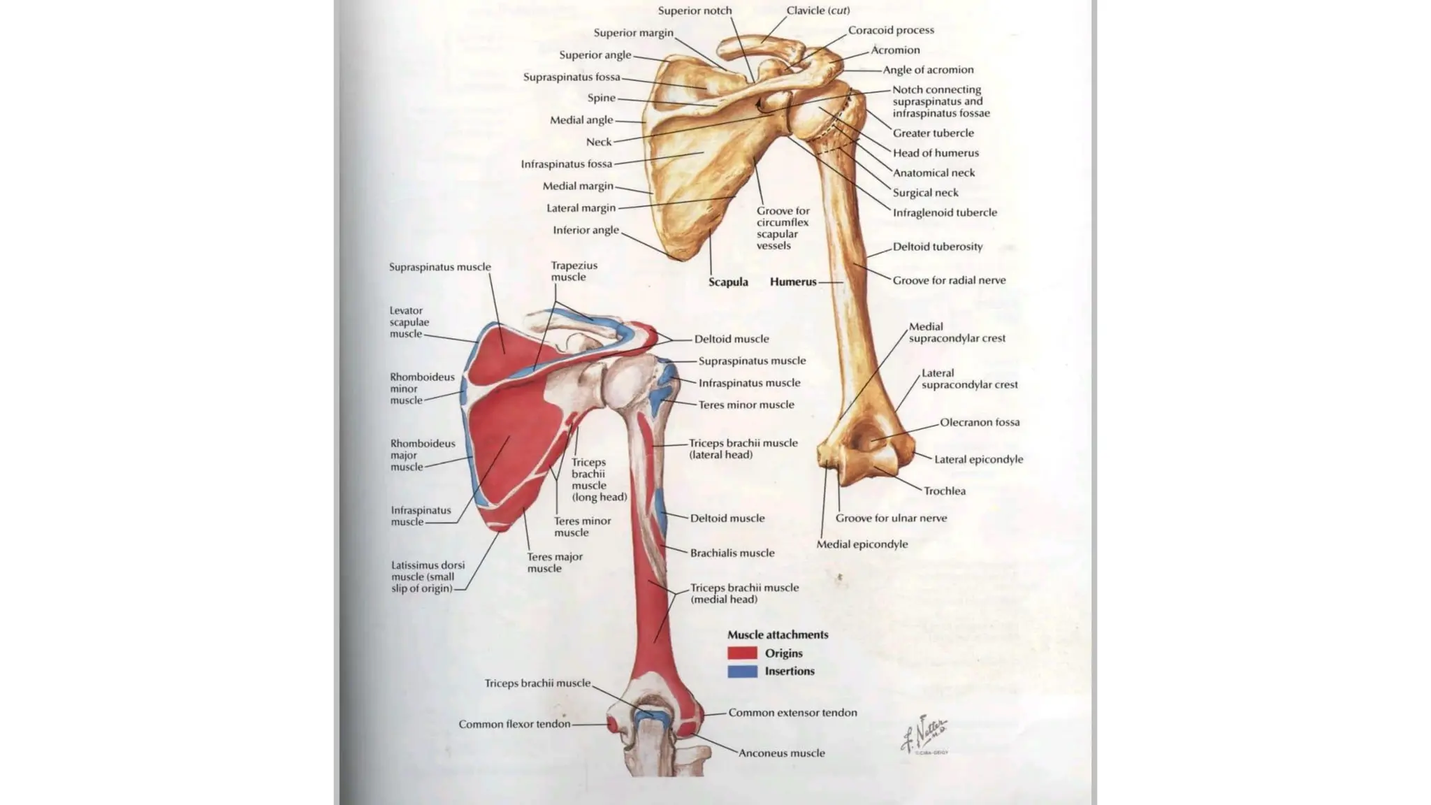 ANATOMY F THE UPPER LIMB - PECTORAL GIRDLE.pdf