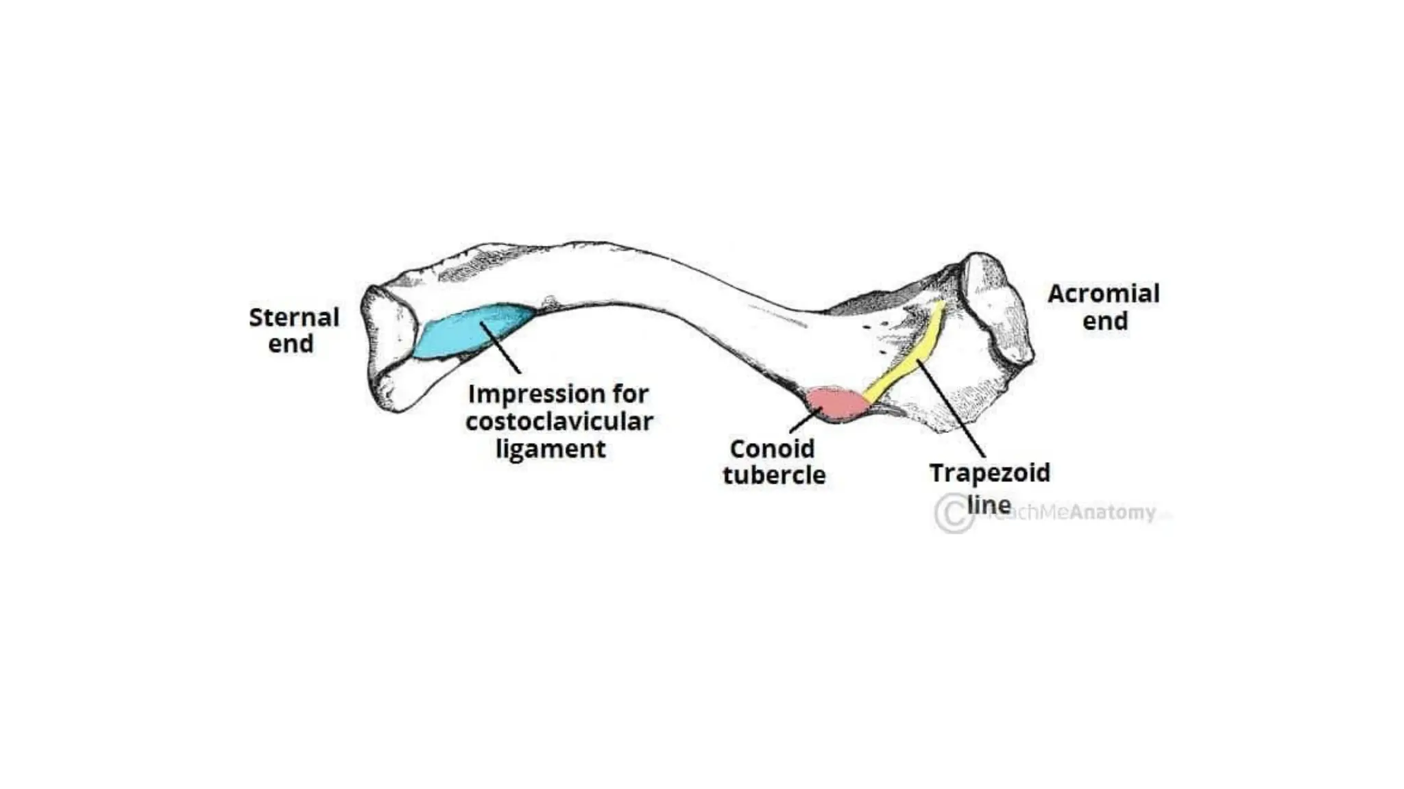 ANATOMY F THE UPPER LIMB - PECTORAL GIRDLE.pdf