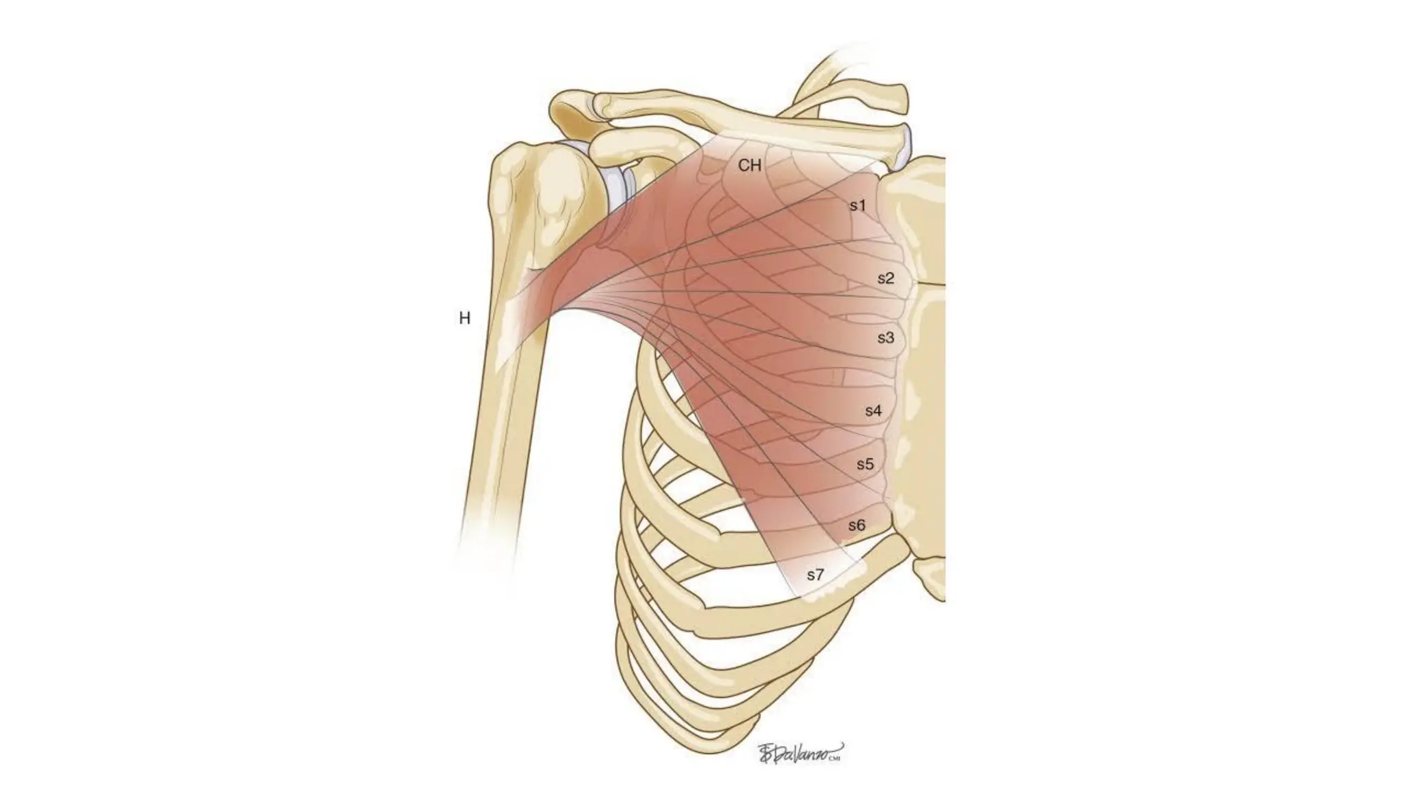 ANATOMY F THE UPPER LIMB - PECTORAL GIRDLE.pdf