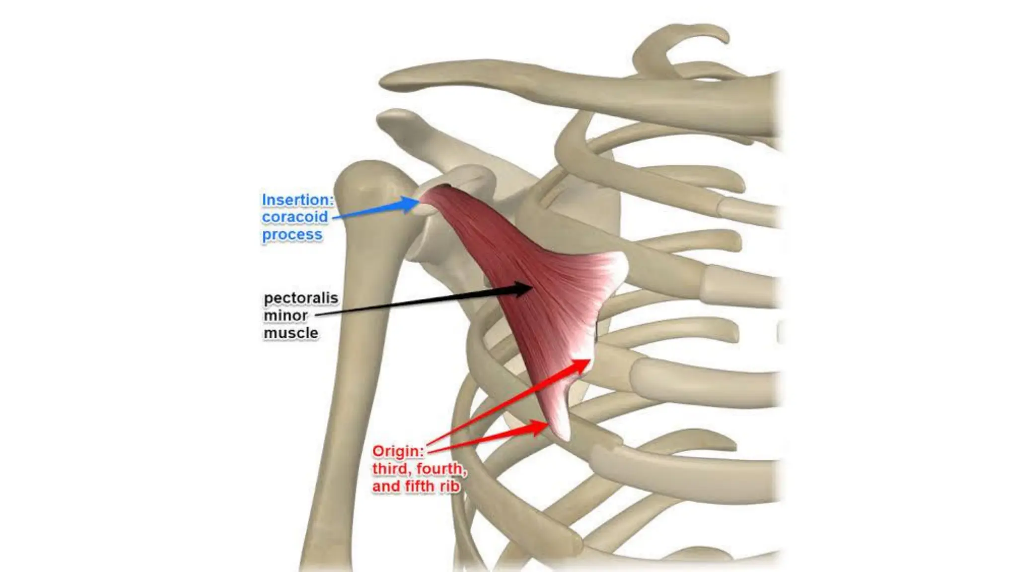 ANATOMY F THE UPPER LIMB - PECTORAL GIRDLE.pdf