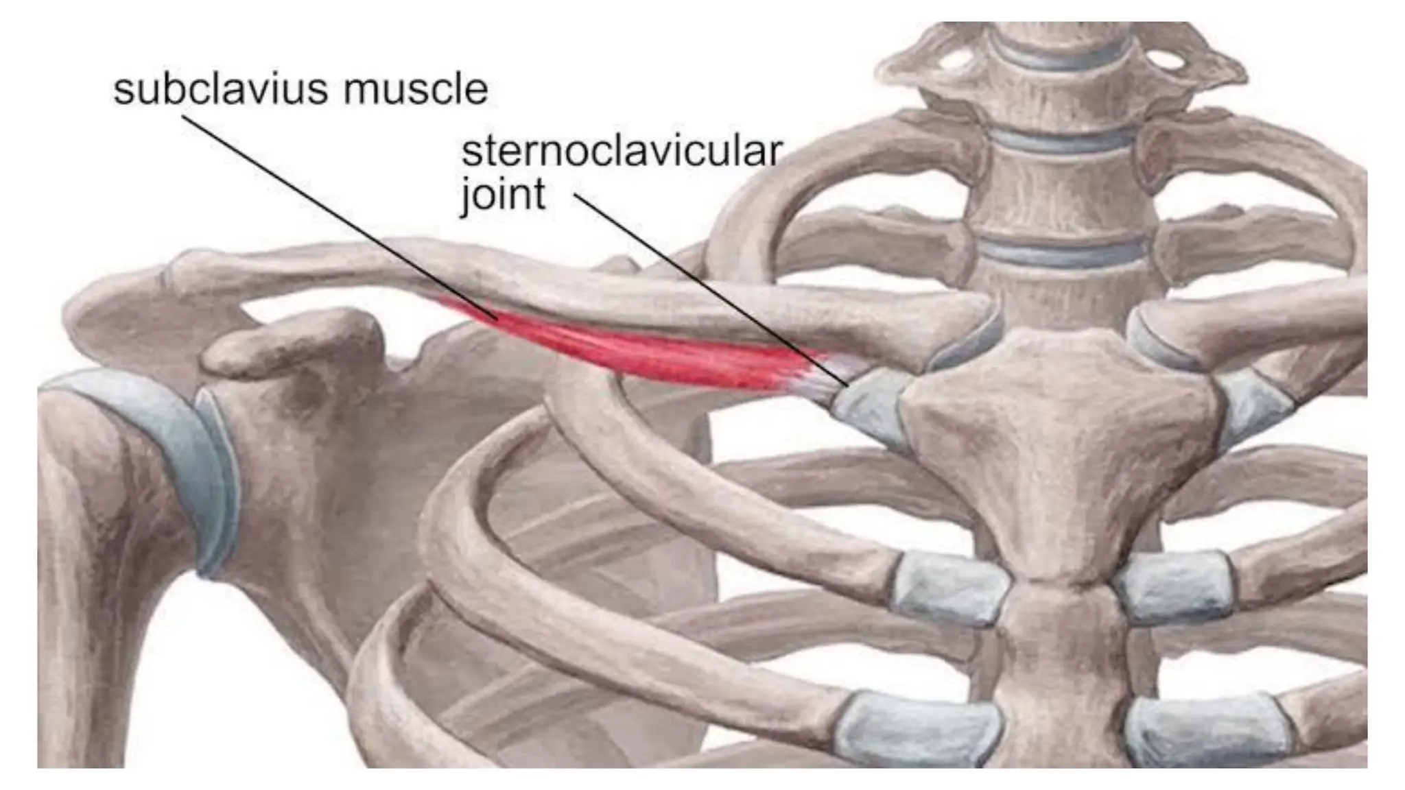 ANATOMY F THE UPPER LIMB - PECTORAL GIRDLE.pdf