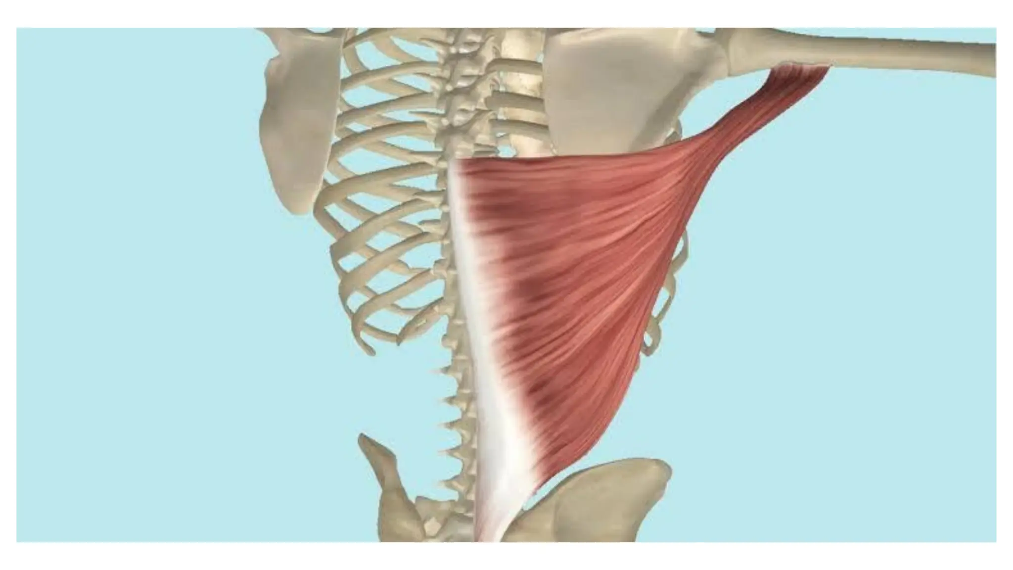 ANATOMY F THE UPPER LIMB - PECTORAL GIRDLE.pdf