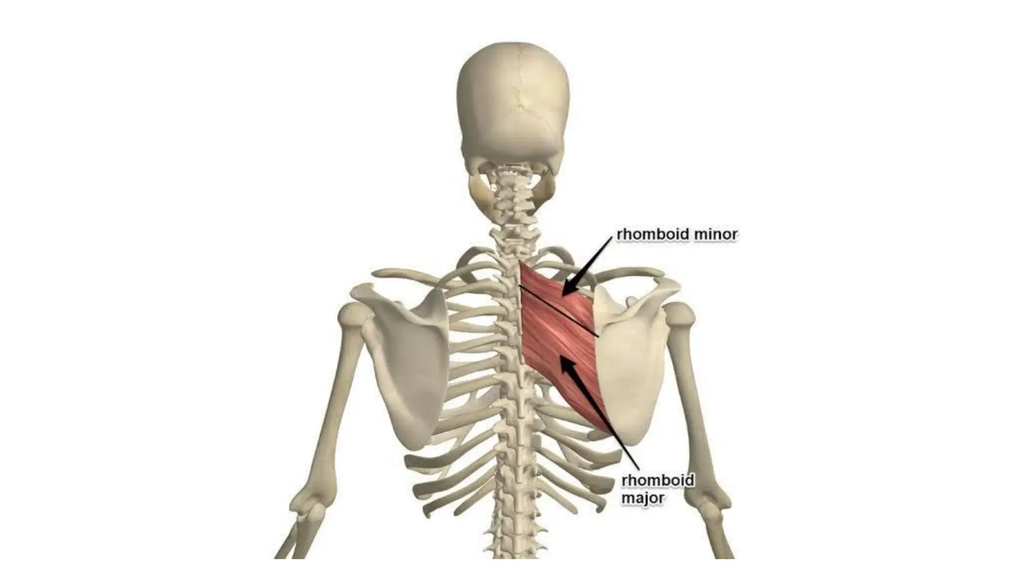 ANATOMY F THE UPPER LIMB - PECTORAL GIRDLE.pdf
