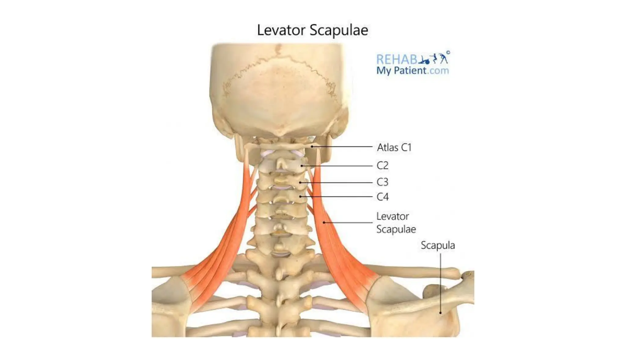ANATOMY F THE UPPER LIMB - PECTORAL GIRDLE.pdf