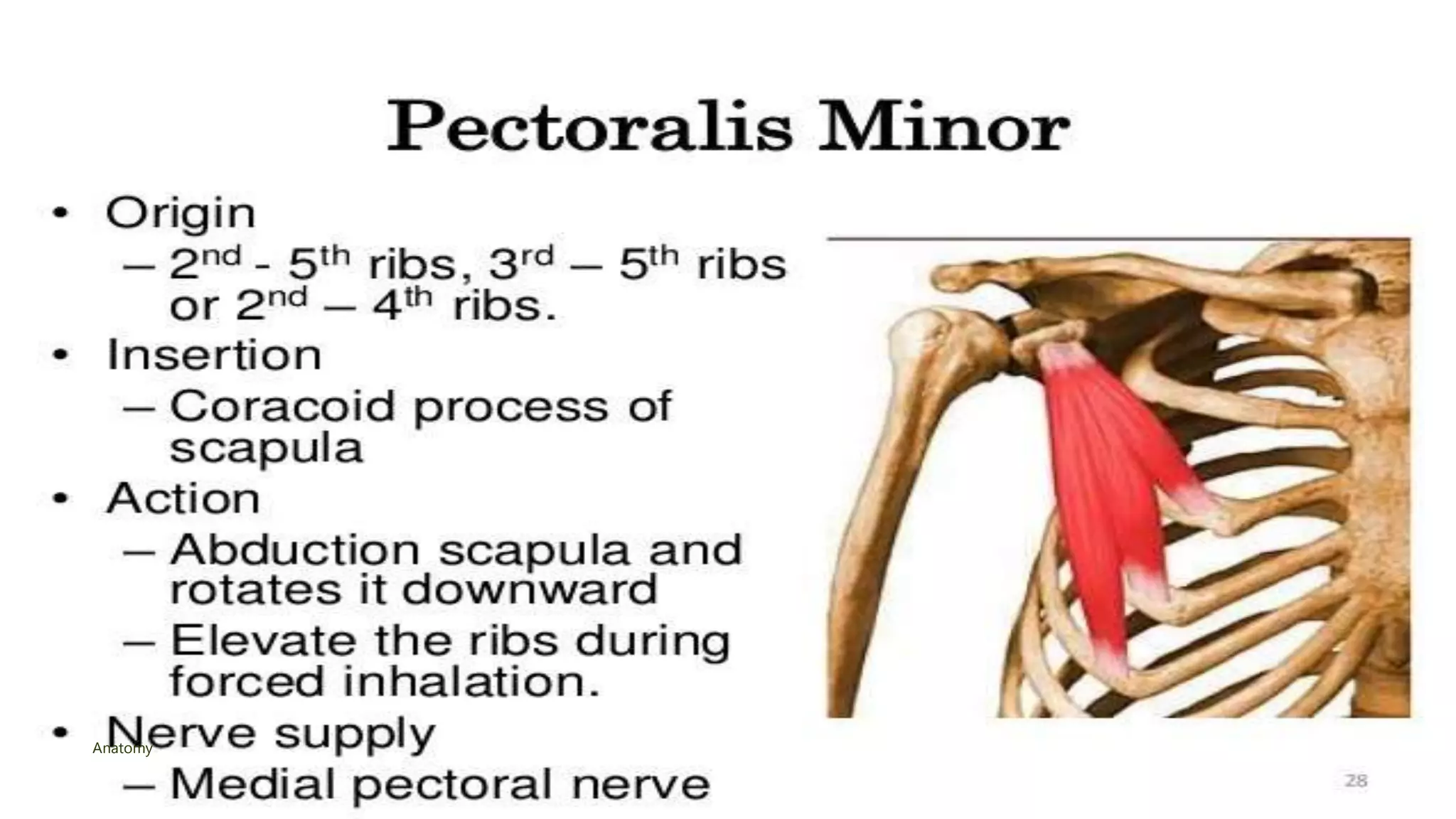 Muscle Origins and Insertion | PPTX