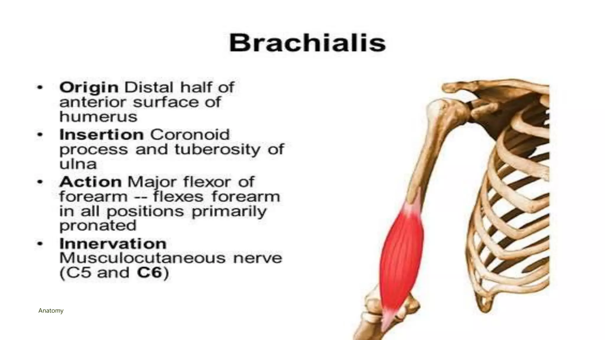 Muscle Origins and Insertion | PPTX