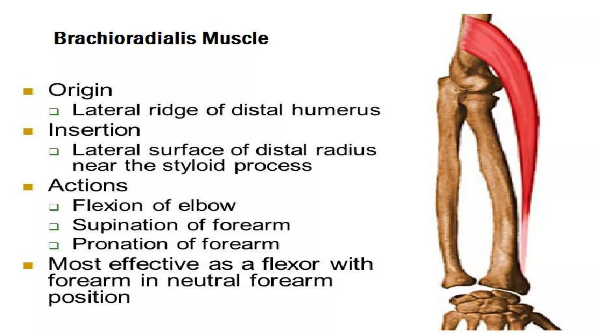 Muscle Origins and Insertion | PPTX