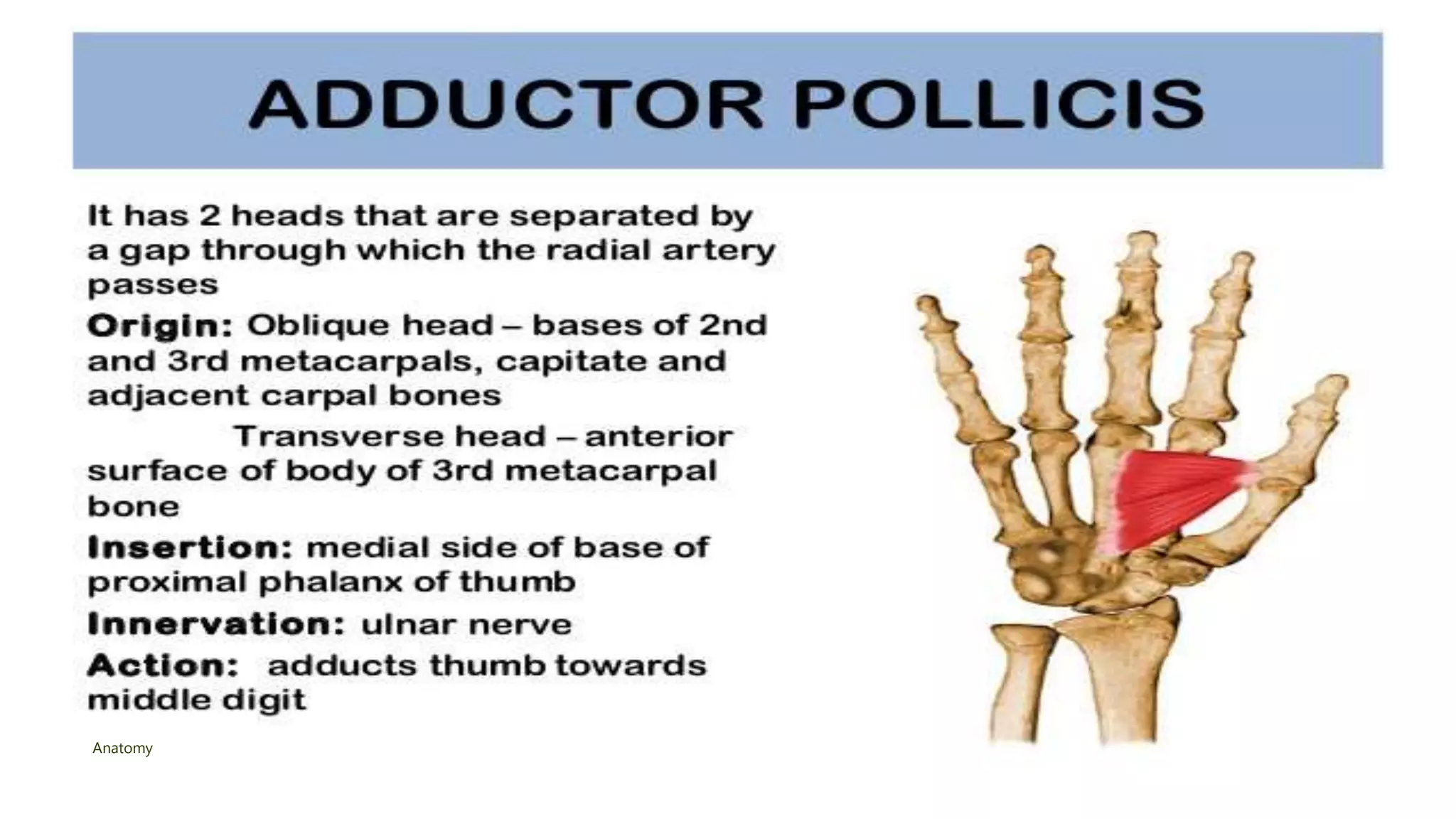 Muscle Origins and Insertion | PPTX