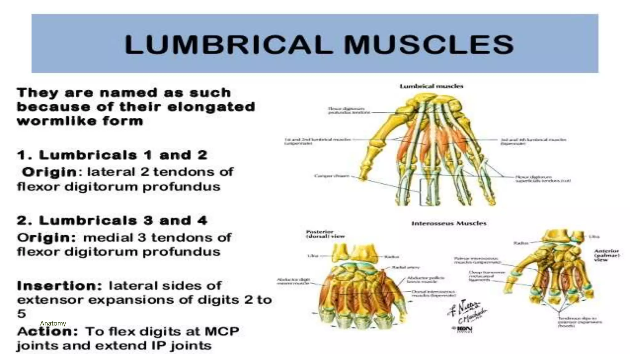 Muscle Origins and Insertion | PPTX