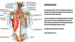 Muscle Origins and Insertion | PPTX