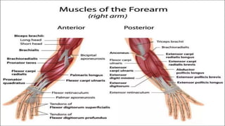 Muscle Origins and Insertion | PPTX