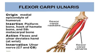 Muscle Origins and Insertion | PPTX