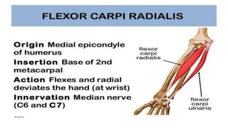 Muscle Origins and Insertion | PPTX