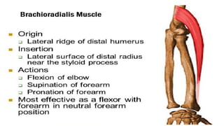 Brachioradialis Muscle Origin And Insertion