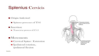 Splenius Capitis Origin And Insertion