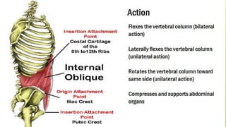 External Oblique Muscle Origin And Insertion