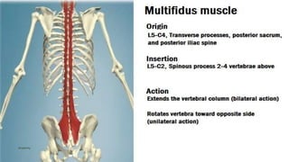 Multifidus Origin And Insertion