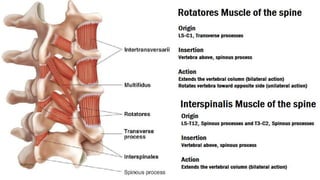 Multifidus Origin And Insertion