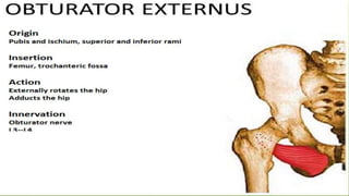 Obturator Externus Origin And Insertion