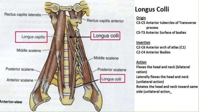 Muscle Origins and Insertion