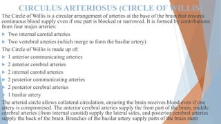 Presentation on cerebral circulation in anatomy .pdf