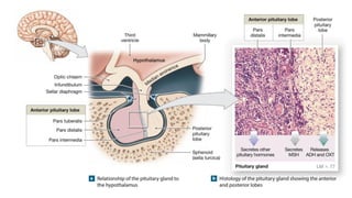 Anatomy Glands First Proff 2022-2023.pdf