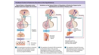 Anatomy Glands First Proff 2022-2023.pdf
