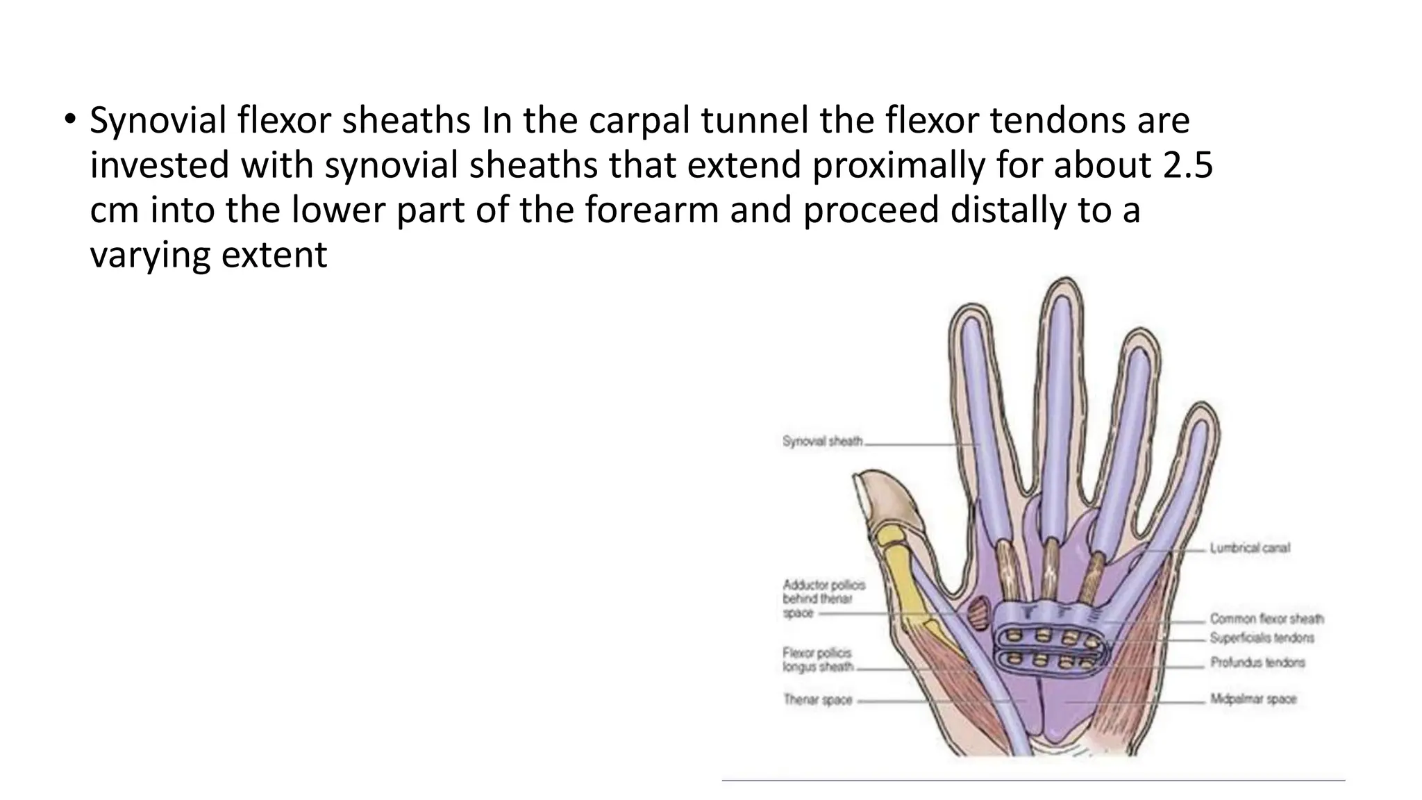 Gross anatomy of the hand with diagrams.pptx | Death, Injury, or ...