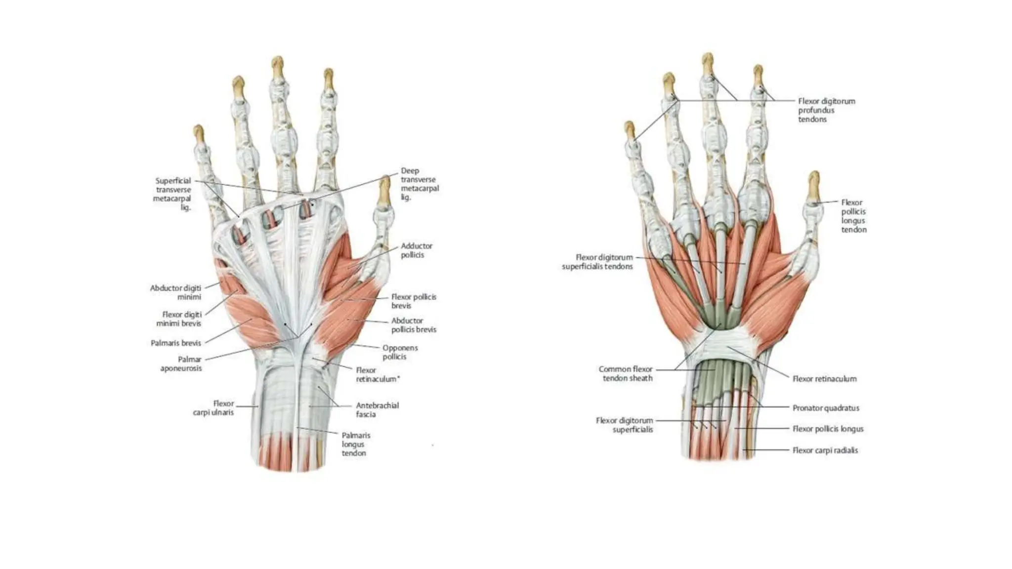 Gross anatomy of the hand with diagrams.pptx